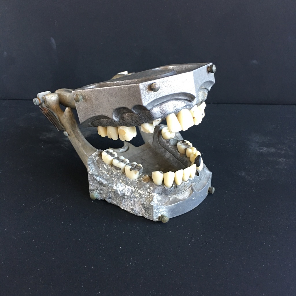 Vintage Dental Model - ThirdShift Vintage Blog